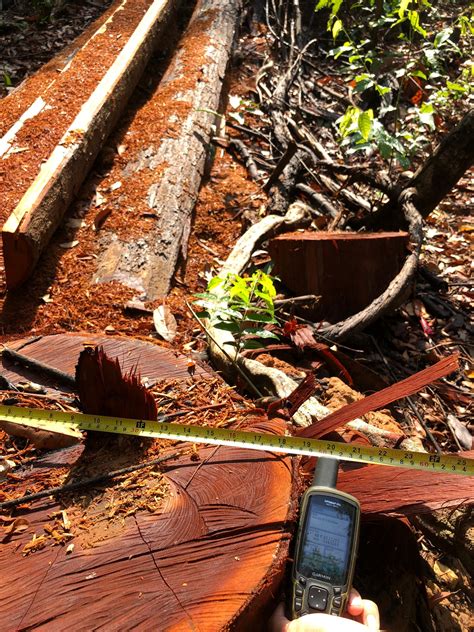 សហគមន៍ជនជាតិដើមភាគតិច សហគមន៍ជនជាតិដើមភាគតិចកួយភូមិប្រមេរុ