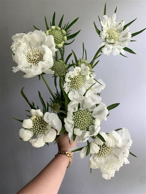 White Scabiosa Flower Arrangements Flower Aesthetic Flower Farm