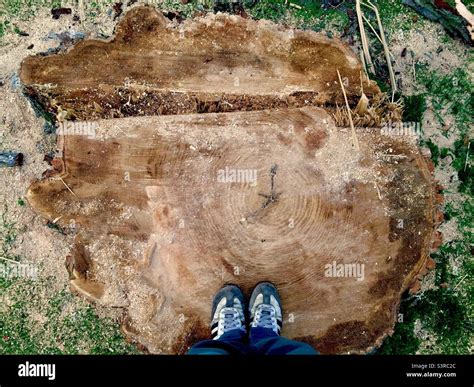 A Large Cross Section Of A Healthy Hardwood Tree Trunk Under My Feet Big Wood Stock Photo Alamy