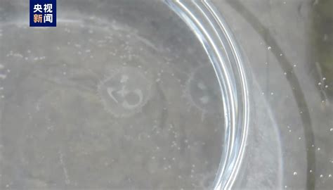 “水中大熊貓”桃花水母現身四川威遠中國網