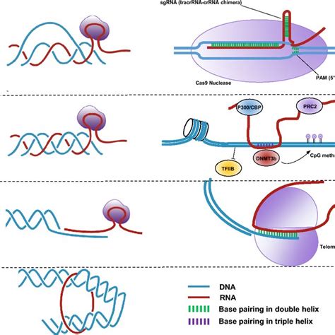 Typical Examples Conveying Diverse RNA Functionalities Through RNA RNA Download Scientific
