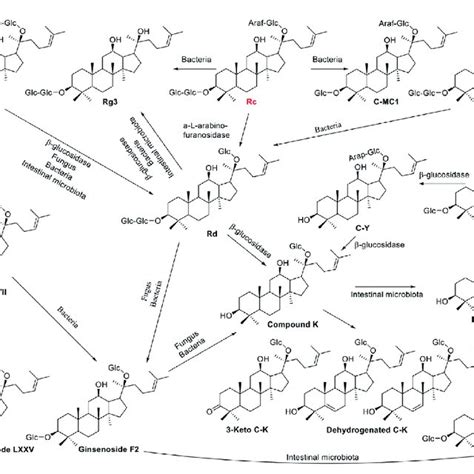 Schematic Illustration Of Biotransformation Of Major Ppd Type