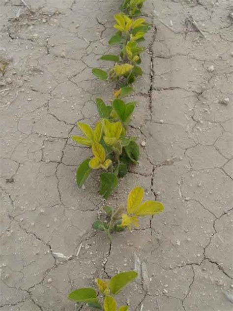 Nutrient Deficiencies In Soybeans Nutrient Deficiency