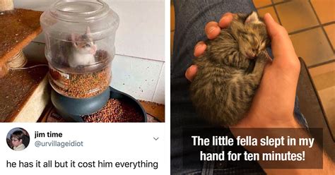 Awesome Cats Are Shared Online Just In Time To Get Cat Crazed People