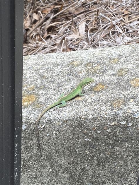 Lizard Officially Spotted R Uga