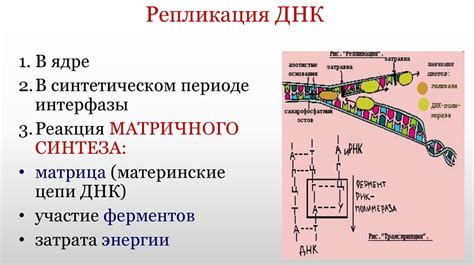 Нуклеиновые кислоты Строение и функции ДНК презентация онлайн