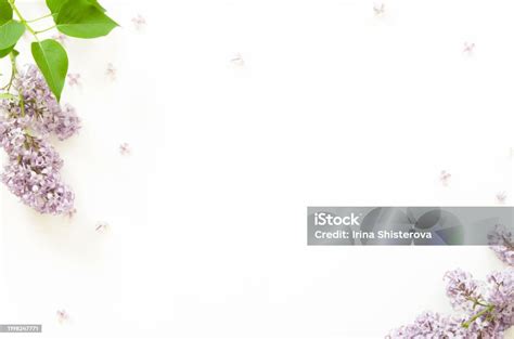 흰색 배경에 라일락 꽃입니다 봄 꽃입니다 상단보기 평평한 평신도 복사 공간 이미지 3월에 대한 스톡 사진 및 기타 이미지