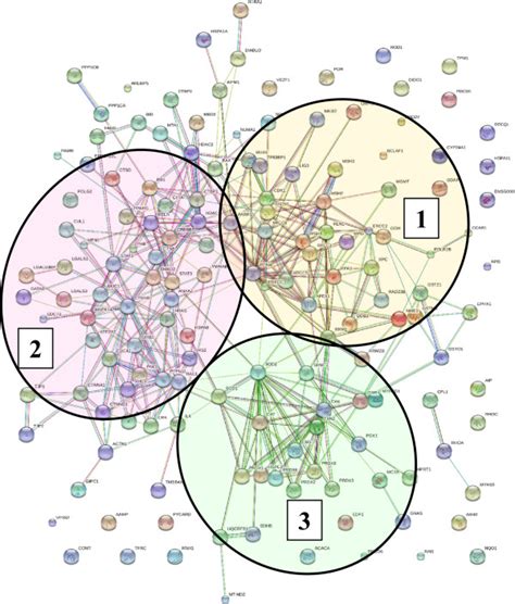 String Functional Association Network Of 153 G1 Stage Cancer Markers