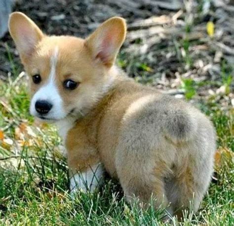The Cutest Corgi Pictures The Internet Has Ever Seen