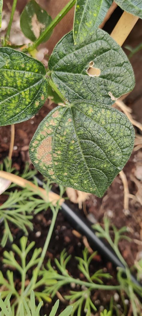 Bean Common Mosaic Virus Rgardening