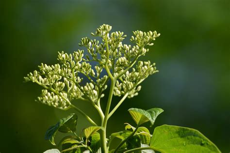 Flower Gallery Euscaphis Japonica ゴンズイ