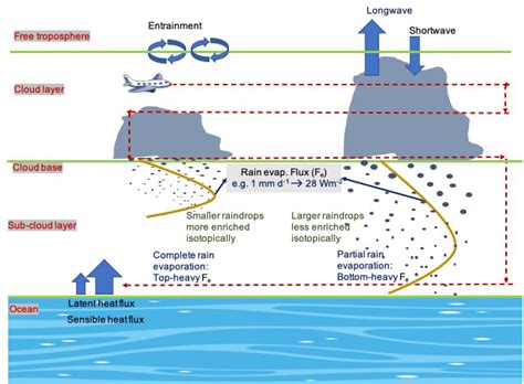 Schematic Showing Rain From A Cumulus Topped Boundary Layer With The Download Scientific