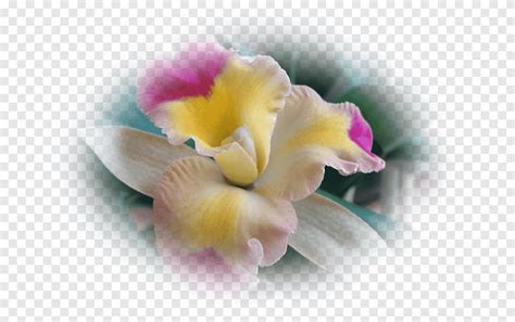 나방 난초 카 틀 레 야 난초 컷 꽃 바탕 화면 Orchidee 컴퓨터 다른 사람 Png Pngegg
