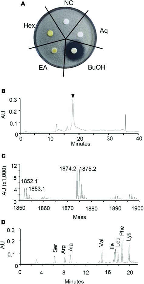 Identification Of Chitinocin A For The Paper Disk Agar Diffusion