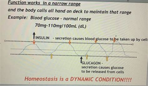 Week 1 Flashcards Quizlet