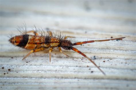 Does Hydrogen Peroxide Kill Springtails Bulk Peroxide