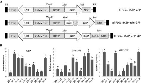 Plant Expression Constructs And Generation Of Transgenic Plants A