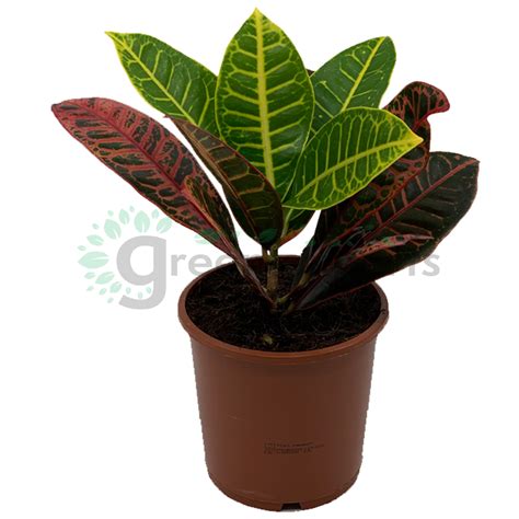 Croton Small Green Experts Landscape Llc