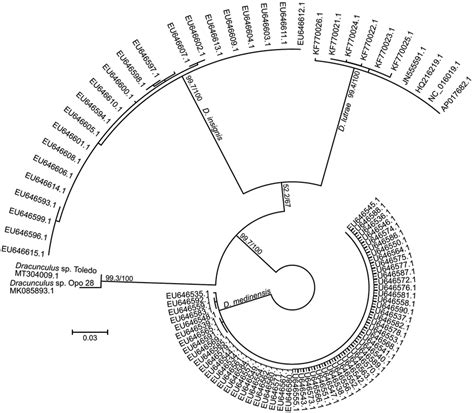 Unrooted Maximumlikelihood Phylogenetic Tree Based On Dracunculus Spp