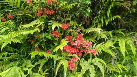 杜鵑花發映山紅烏石尖上正濃 每日頭條