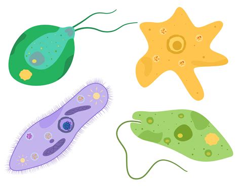 61 Protist Characteristics K12 Libretexts