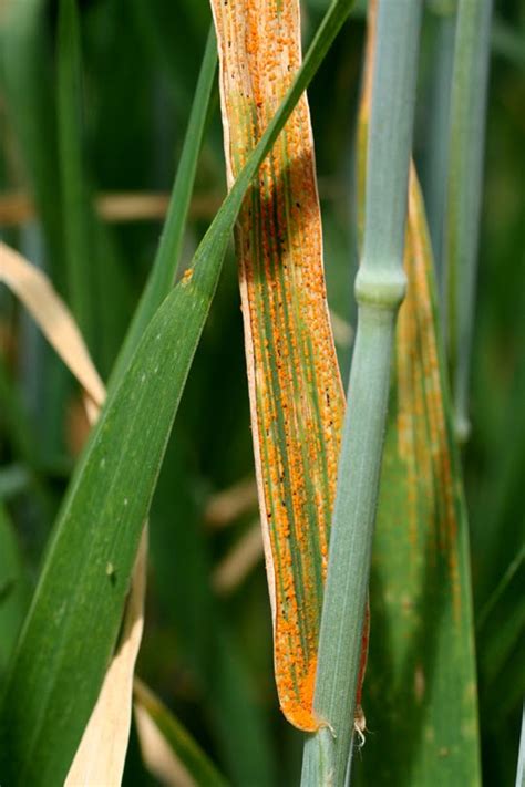 University Of Agriculture Faisalabad Stripe Rust Yellow Rust