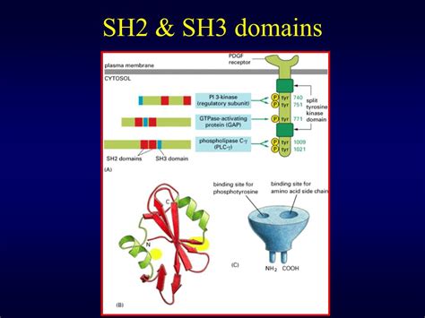 Ppt Receptor Tyrosine Kinases Powerpoint Presentation Free Download