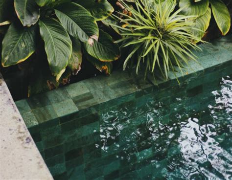 Is It Safe To Swim In A Pool With Algae Teserra Outdoors