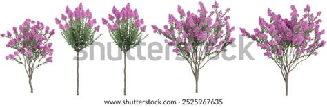 17 Crepe Myrtle Draw Tree Royalty Free Photos And Stock Images