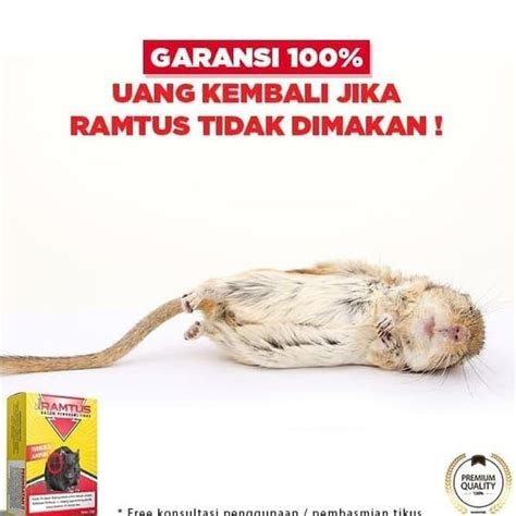 Jual PALING AMPUH RAMTUS RACUN PEMBUNUH PEMBASMI TIKUS TANPA BAU