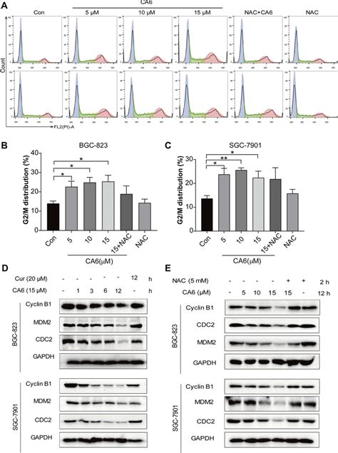 Ca6 Induces Ros Dependent G2m Cell Cycle Arrest A Bgc 823 First