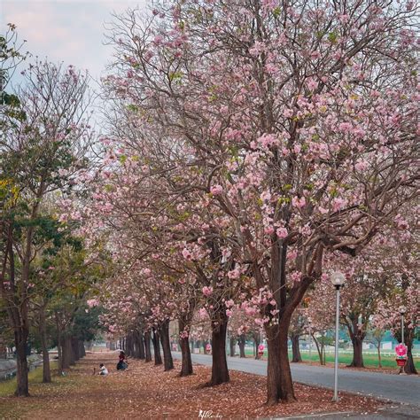 มาแล้ว ชมพูพันธ์ุทิพย์ บานรอบที่ 3 ครั้งนี้จะหนาแน่น สวยกว่าเดิม