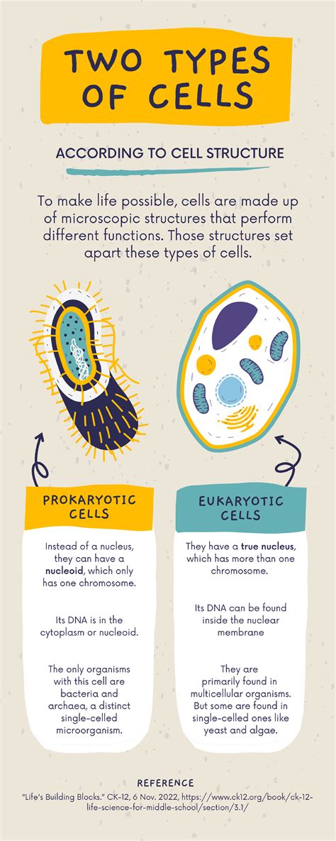 Two Type Cell Comparison As Studocu
