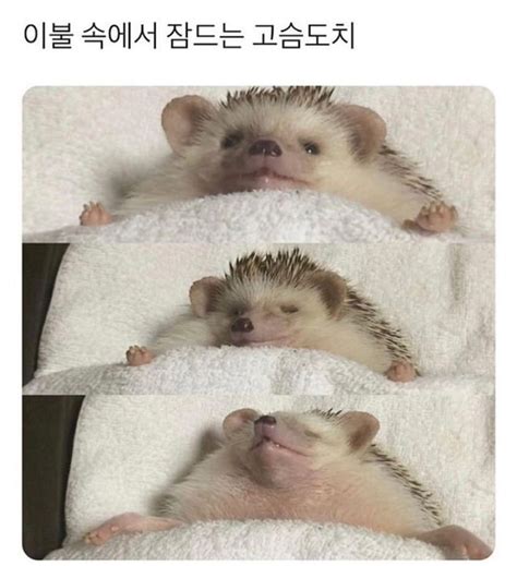 공주님 대나무숲 딱 내모습 너무귀엽자너 오무티콘 카톡 무료 이모티콘 받는 앱 ♥