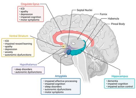 Limbic System Diagram Blank