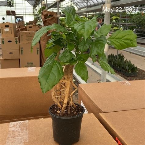 4″ China Doll Tri State Foliage