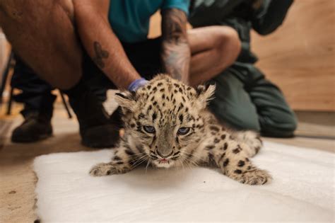 Its A Girl Vet Health Check Reveals Sex Of Viral Snow Leopard Cub At Its A Girl Vet Health Check Reveals Sex Of Viral Snow Leopard Cub At
