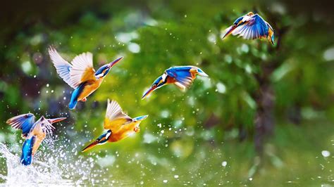Birds Flying Wallpapers Wallpaper Cave