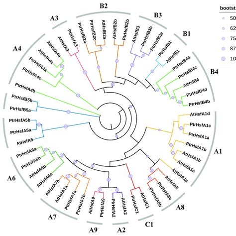 Dendrogram Of Poplar And Arabidopsis Hsf Proteins The Dendrogram Was