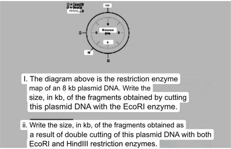 Bamhi 0 0 0 0 0 Hhind Iii And 0 Distance Kb 8 I The Diagram Above Is The Restriction Enzyme