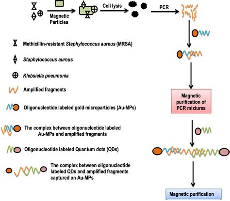 Frontiers A Spellbinding Interplay Between Biological Barcoding And Nanotechnology