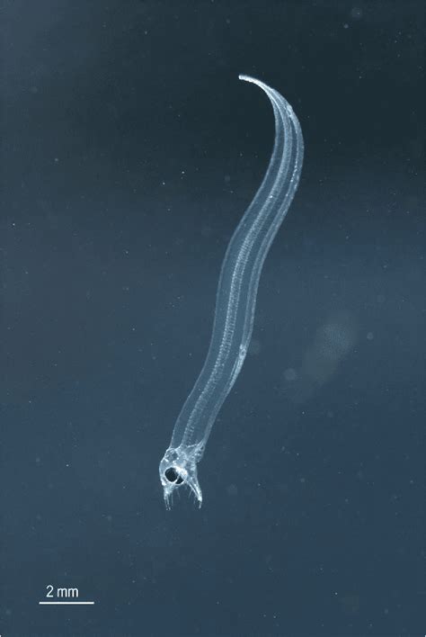 7 Ribbon Eel Facts They Change Their Colors And Gender When Getting