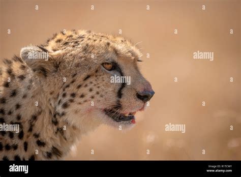 Close Up Of Cheetah Head Showing Bloody Mouth Stock Photo Alamy