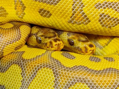 Caramel Clown 100het Pied Ball Python By Coilsandcritters Morphmarket