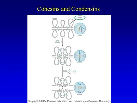 Rna And Chromosome Structure Ppt Download