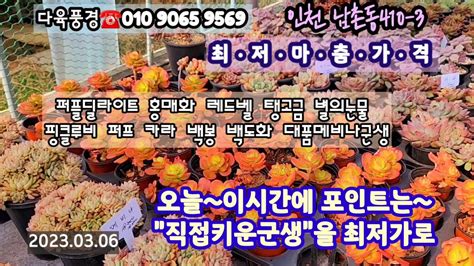 인천다육풍경농장에서 제대로 키운 묵둥이군생이 오늘의 주인공홍매화 레드벨 탱고금 퍼프 카라 퍼플딜라이트 백봉등다육쇼핑 Youtube