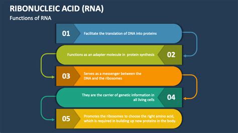 Ribonucleic Acid RNA PowerPoint And Google Slides Template PPT Slides