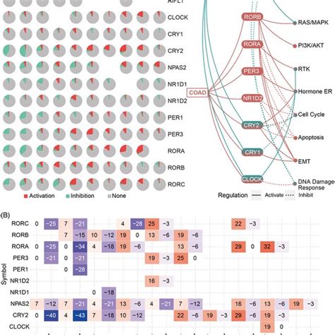 Functional Effects Of Core Clock Genes In Metastatic Pathways A