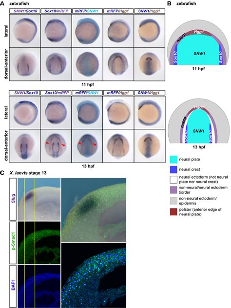 In Post Gastrula Zebrafish And Xenopus Embryos The Neural Crest Domain