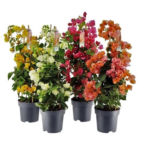 Bougainvillea glabra "Alexandra" - Passiflori - Доставка на цветя и букети